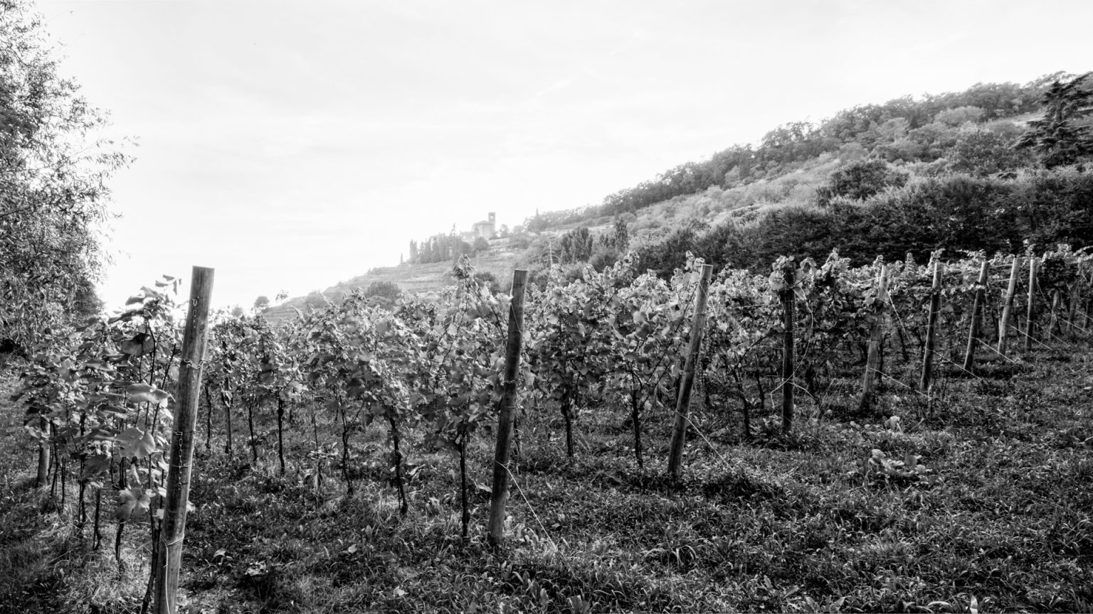 Contadi Castaldi - Franciacorta