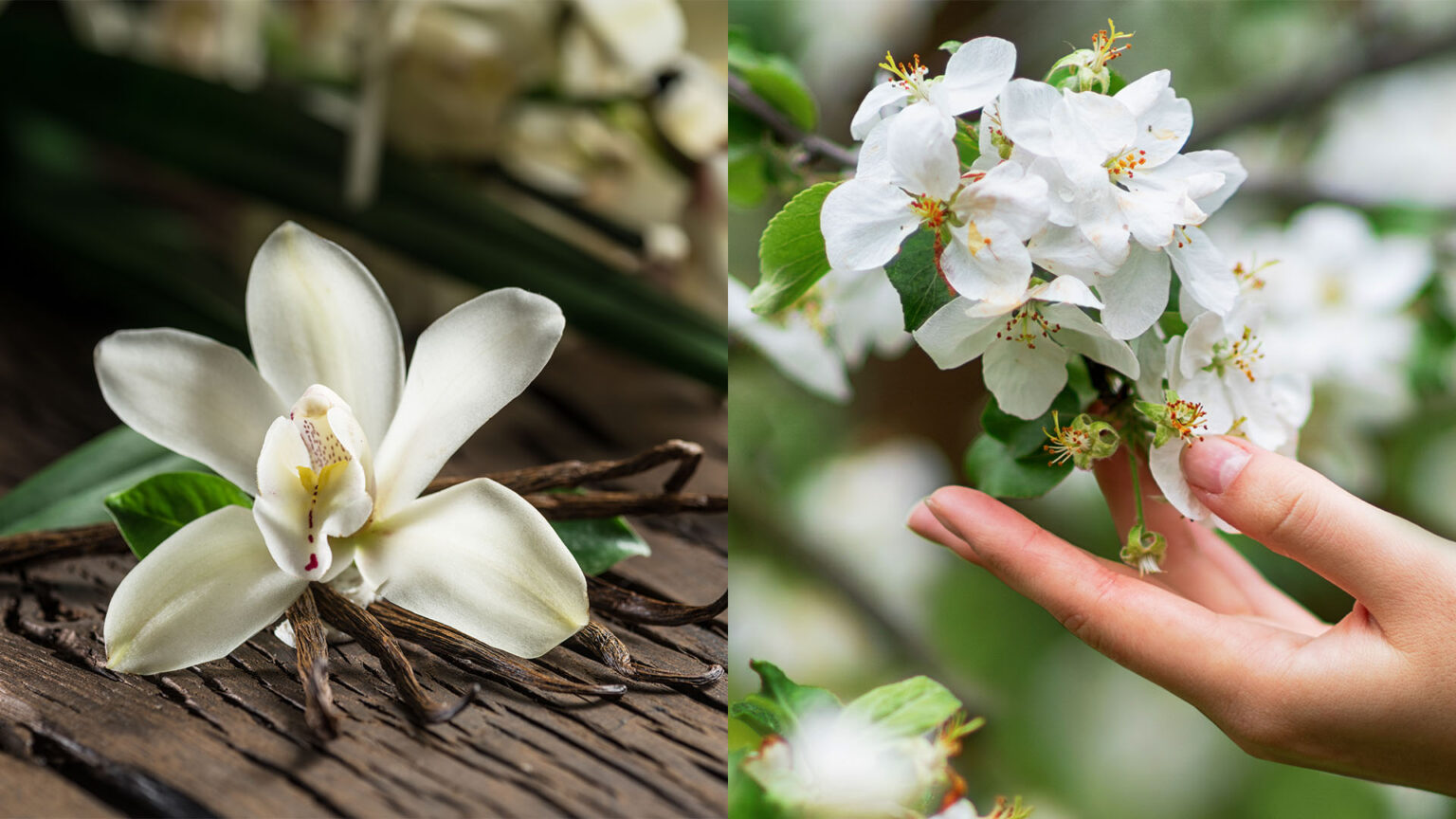 Franciacorta Satèn, Rose, Millesimato pairings - Types