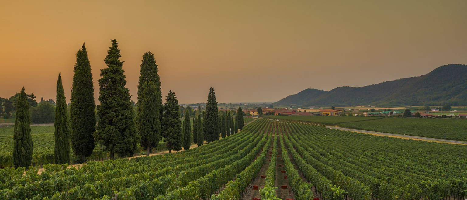 Franciacorta Vini - Viticoltura Franciacorta DOCG