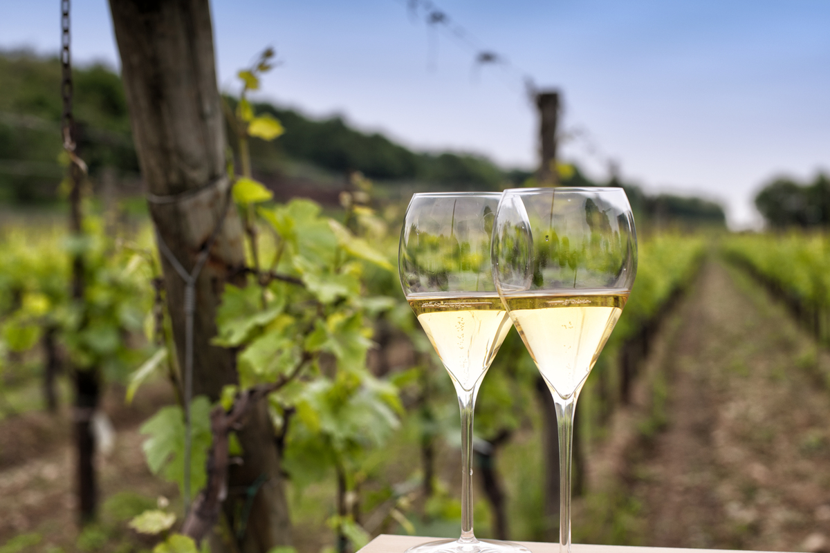 Visitare le cantine Franciacorta: tour, degustazioni e esperienze ...